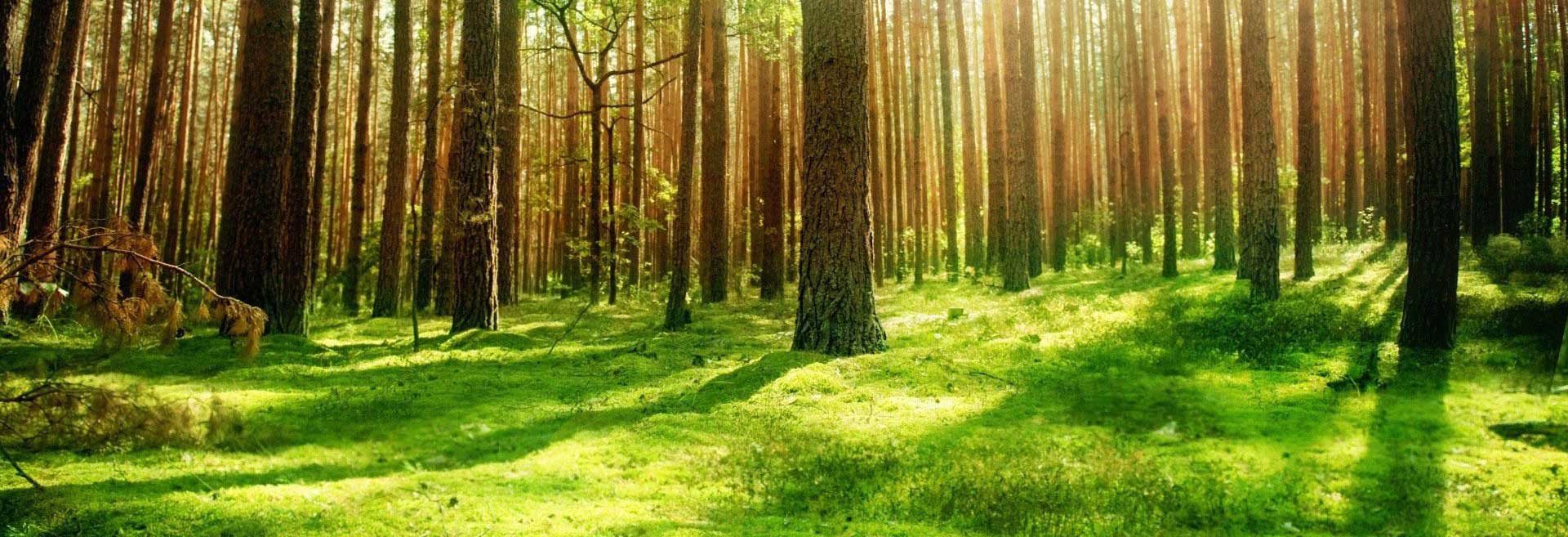 forest-short | Bushcraft Camping